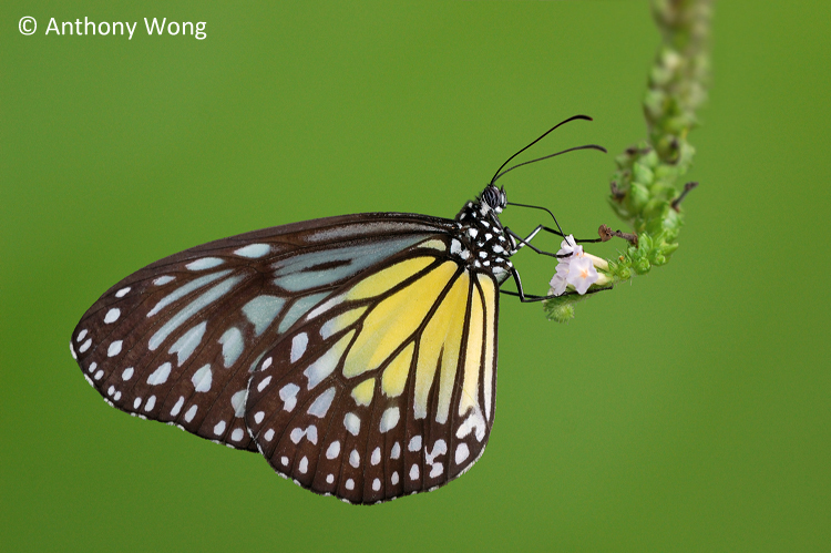 Parantica - Alchetron, The Free Social Encyclopedia