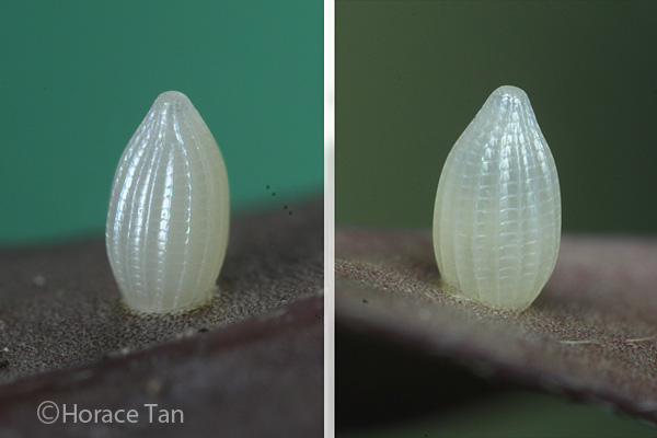 ButterflyCircle Checklist