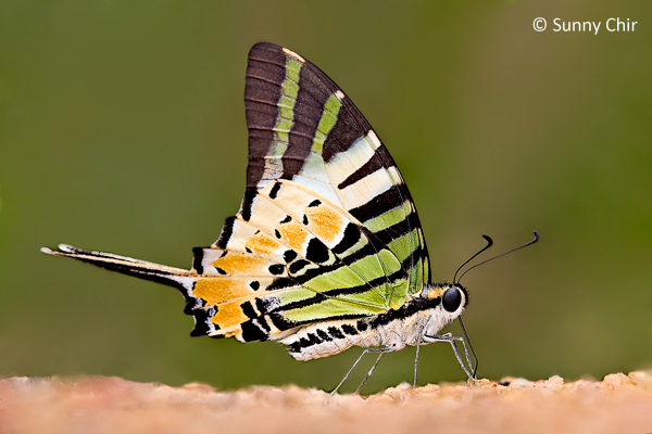 ButterflyCircle Checklist