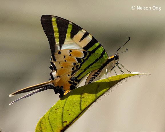 ButterflyCircle Checklist