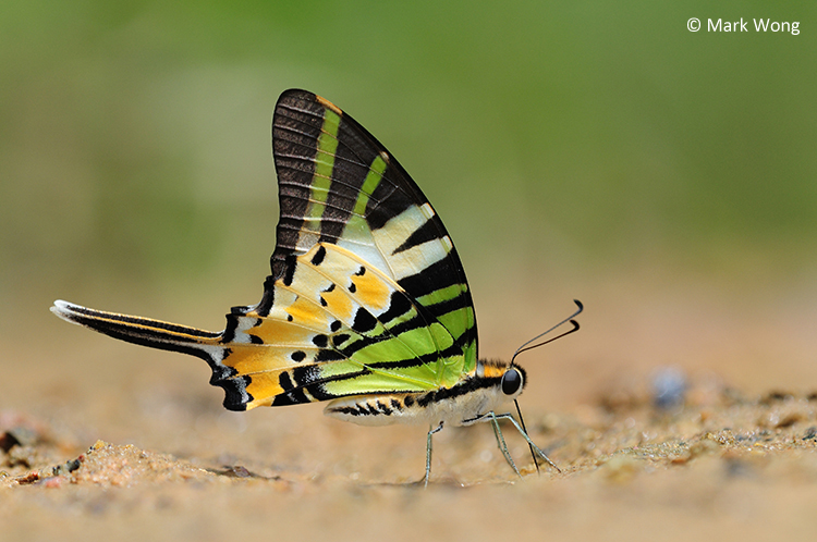 ButterflyCircle Checklist