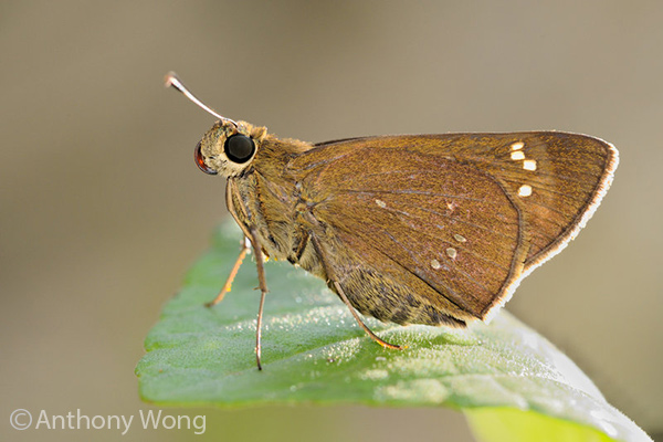 ButterflyCircle Checklist