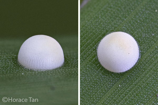 ButterflyCircle Checklist