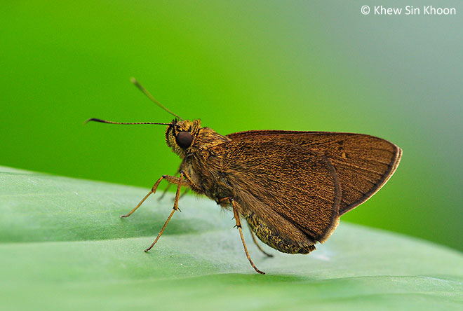 ButterflyCircle Checklist