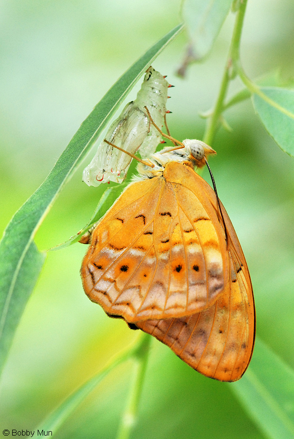 ButterflyCircle Checklist