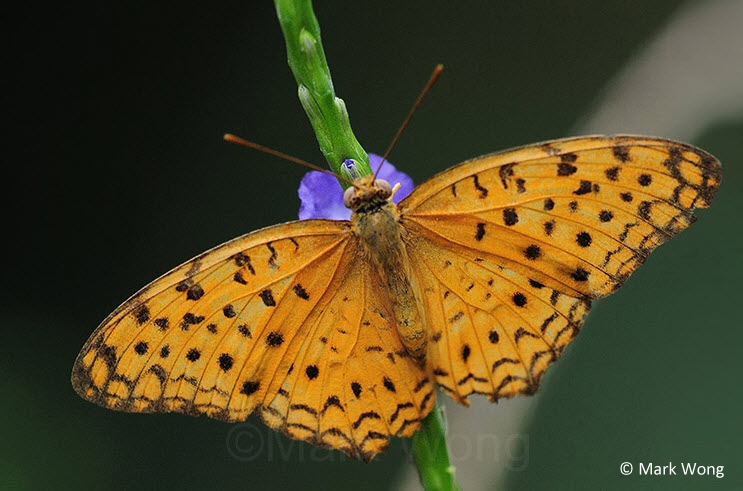ButterflyCircle Checklist