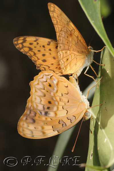 ButterflyCircle Checklist