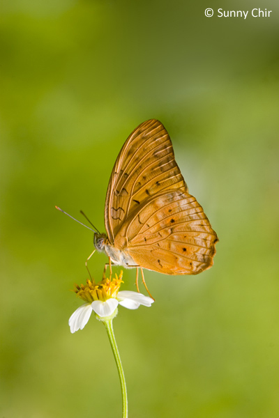 ButterflyCircle Checklist
