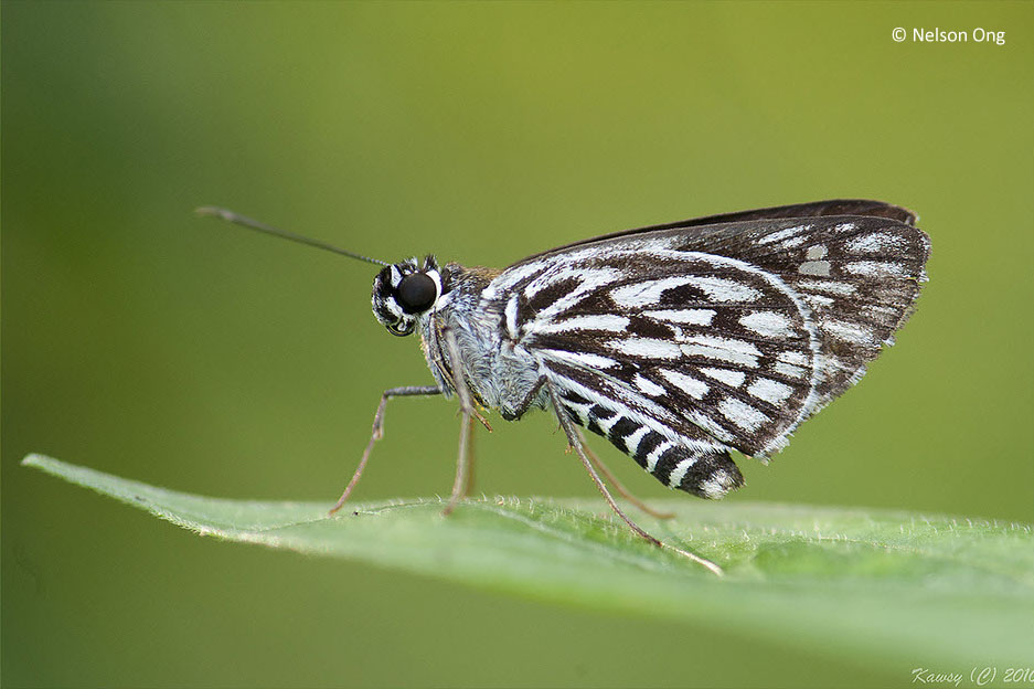 ButterflyCircle Checklist