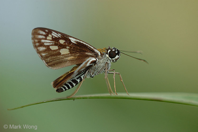 ButterflyCircle Checklist