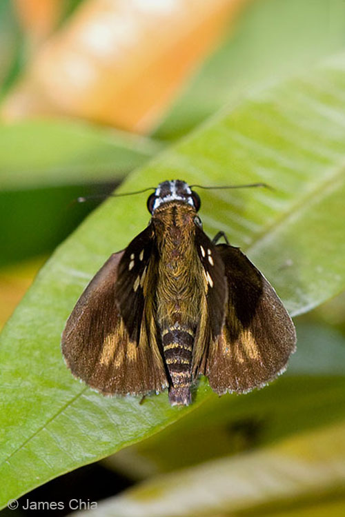 ButterflyCircle Checklist