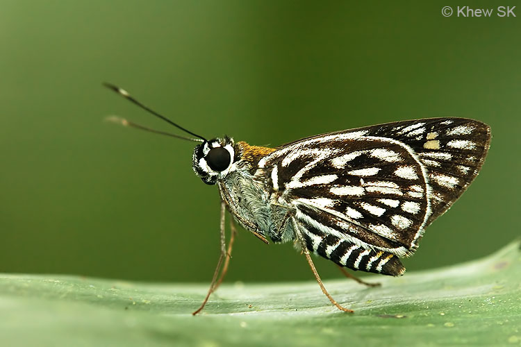 ButterflyCircle Checklist