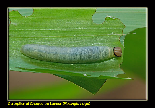 ButterflyCircle Checklist