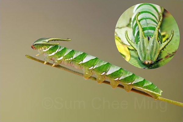 ButterflyCircle Checklist