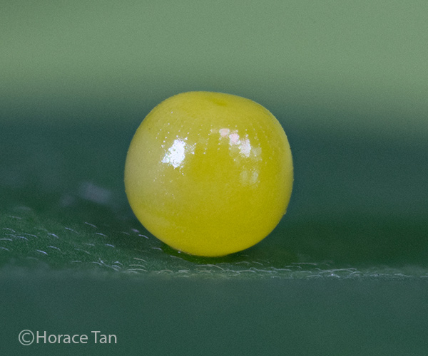 ButterflyCircle Checklist