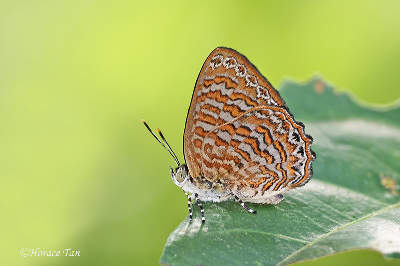 ButterflyCircle Checklist