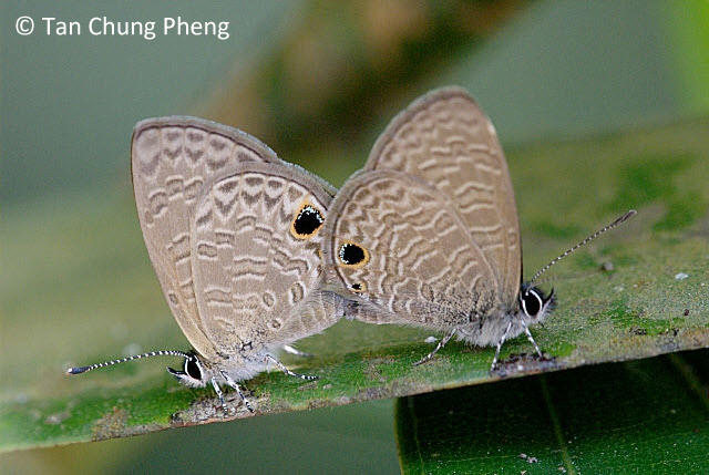 ButterflyCircle Checklist