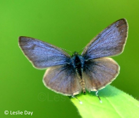 ButterflyCircle Checklist