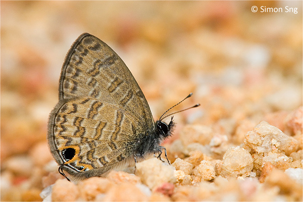 ButterflyCircle Checklist