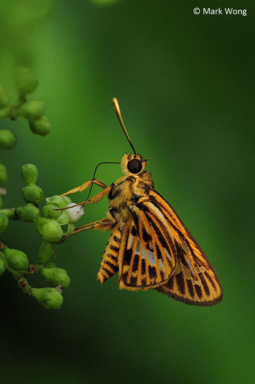 ButterflyCircle Checklist