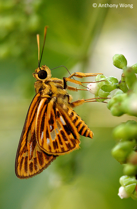 ButterflyCircle Checklist