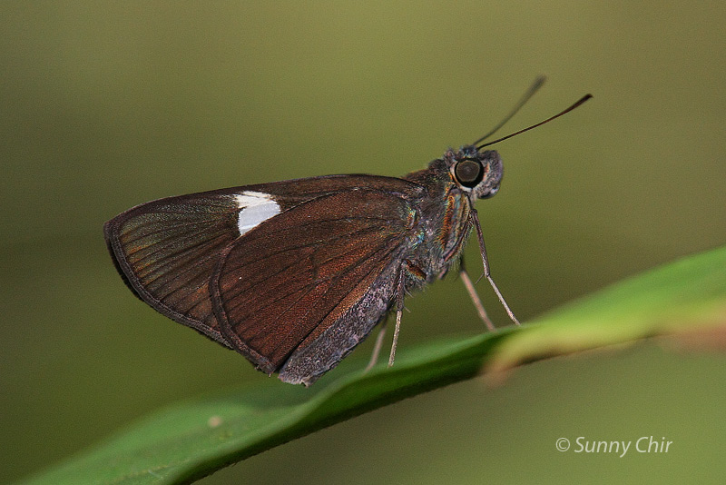 ButterflyCircle Checklist