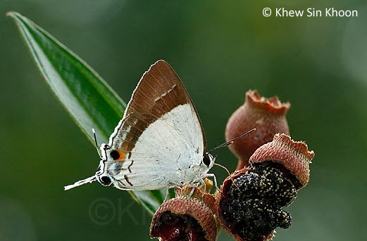 ButterflyCircle Checklist