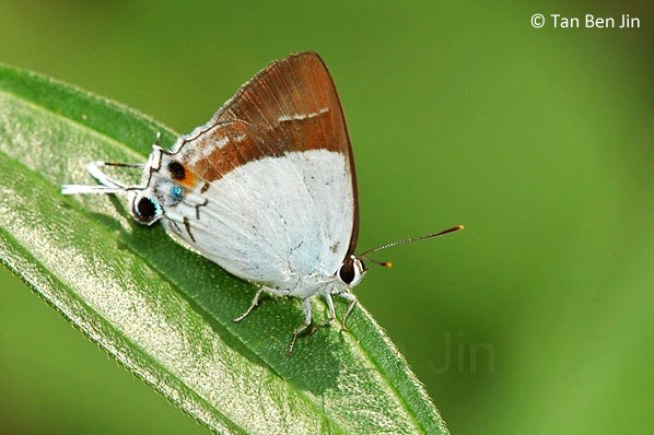 ButterflyCircle Checklist