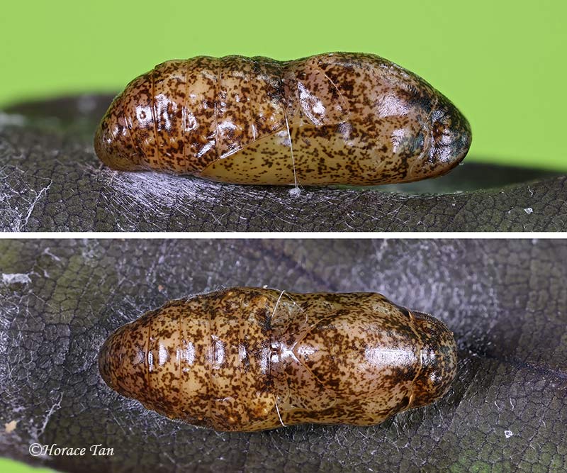 ButterflyCircle Checklist