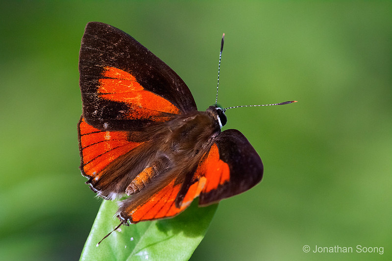 ButterflyCircle Checklist