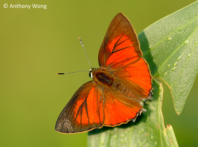 ButterflyCircle Checklist