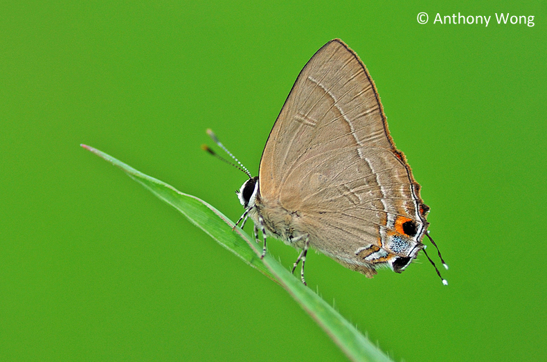 ButterflyCircle Checklist