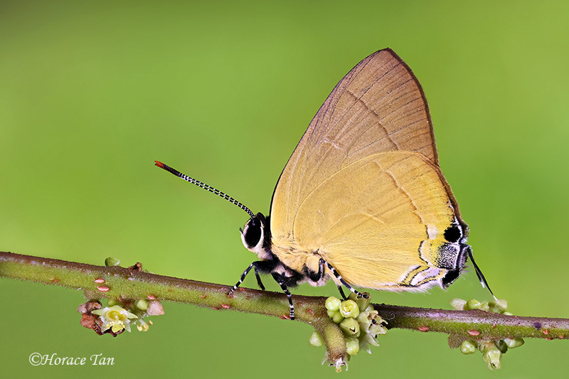 ButterflyCircle Checklist