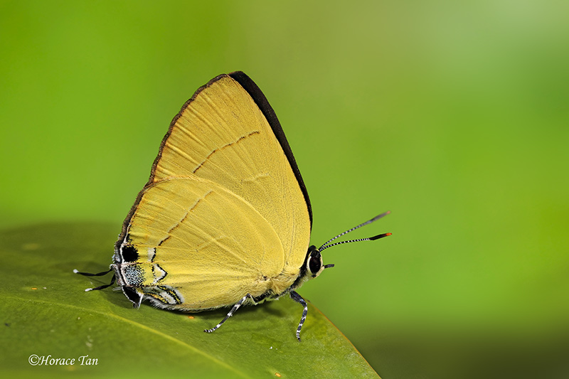 ButterflyCircle Checklist