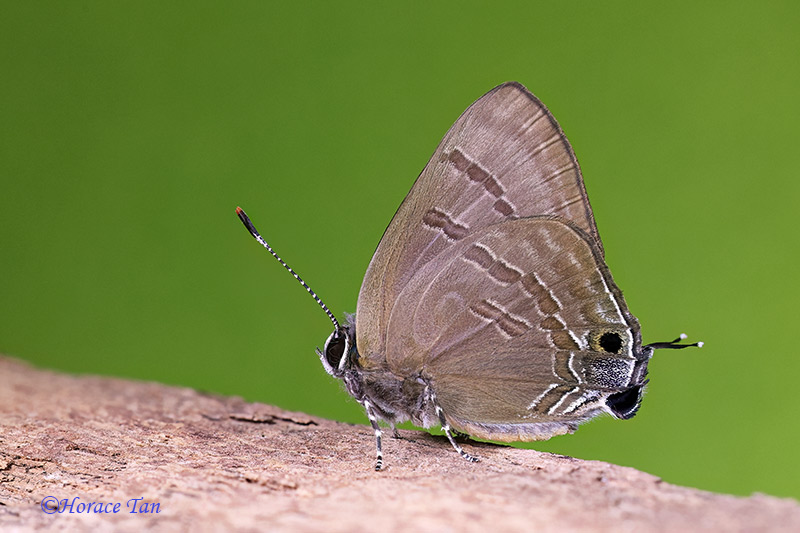 ButterflyCircle Checklist