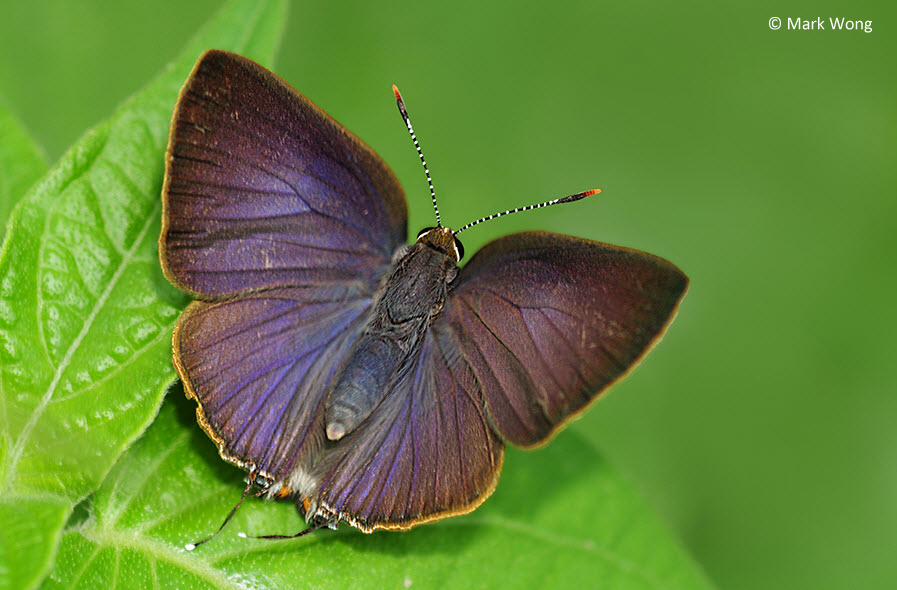 ButterflyCircle Checklist