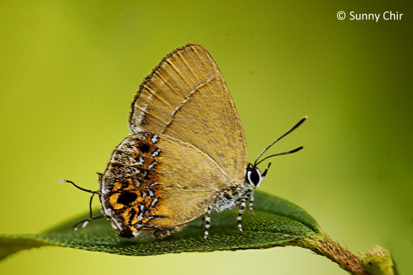 ButterflyCircle Checklist