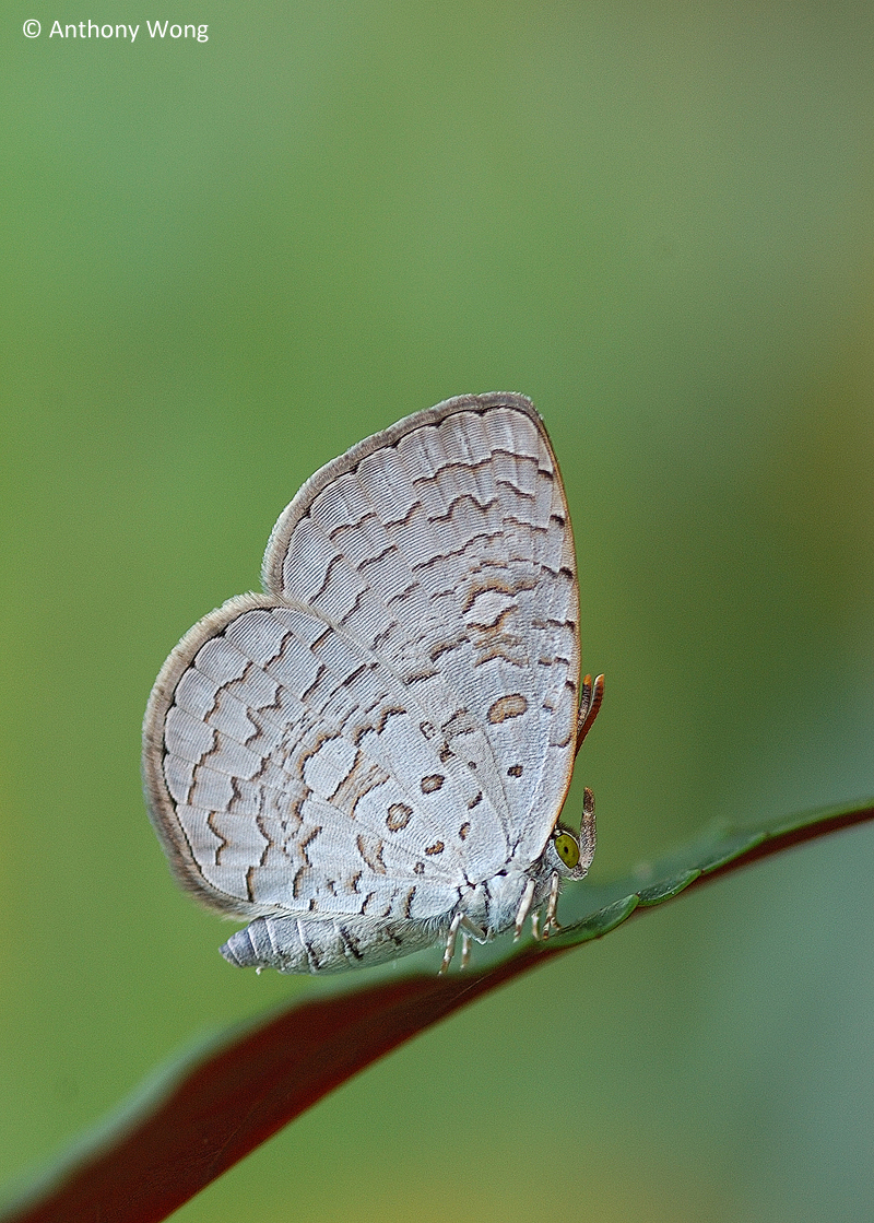 ButterflyCircle Checklist