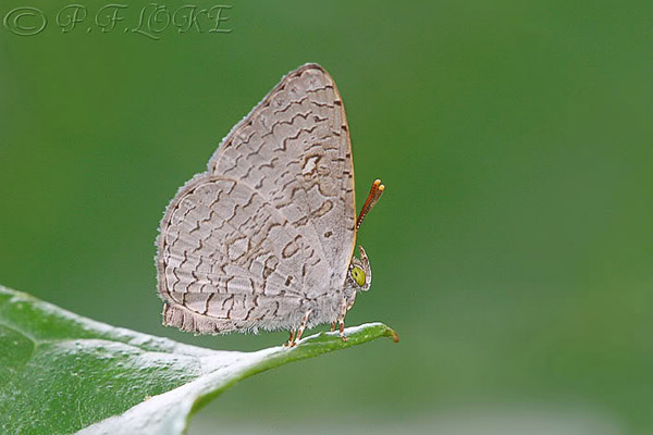 ButterflyCircle Checklist