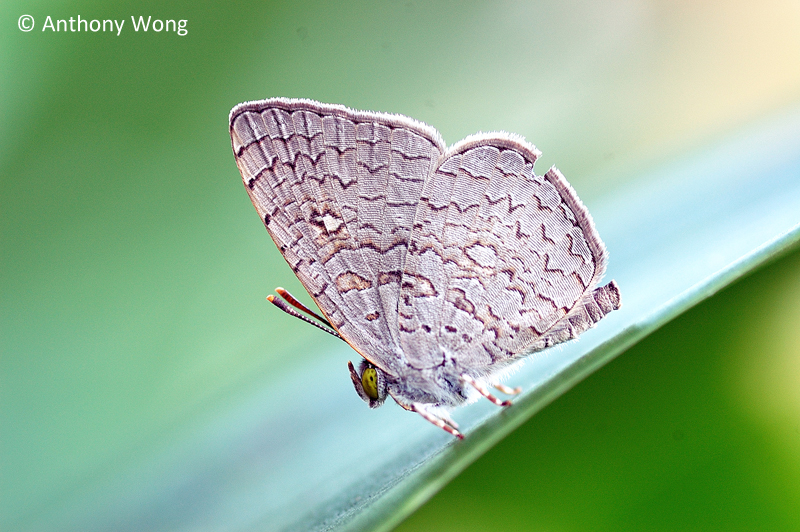 ButterflyCircle Checklist