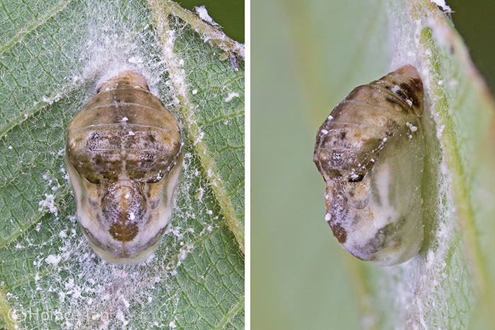 ButterflyCircle Checklist