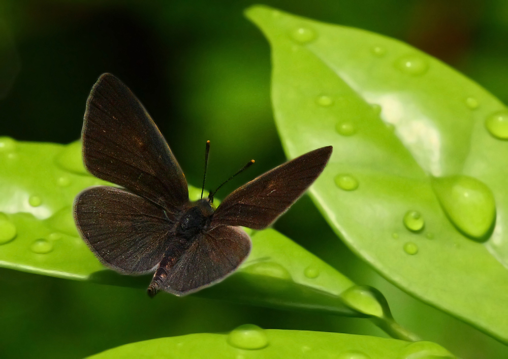 ButterflyCircle Checklist