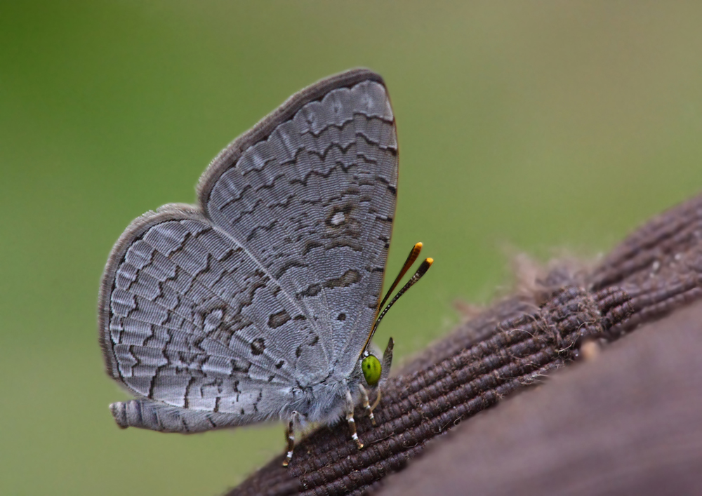 ButterflyCircle Checklist