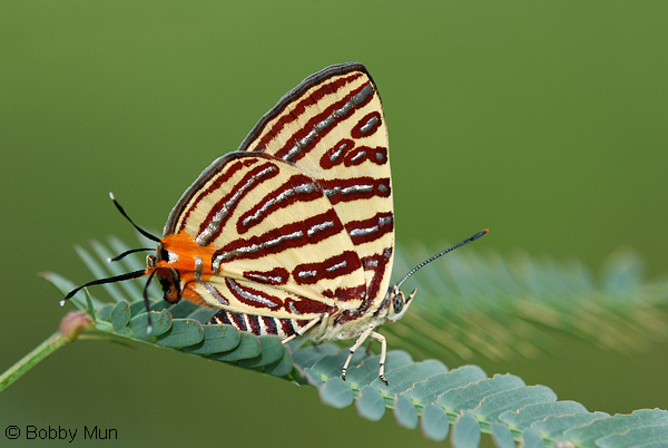 ButterflyCircle Checklist