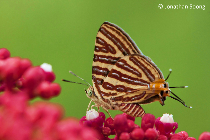 ButterflyCircle Checklist