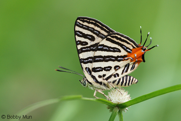 ButterflyCircle Checklist