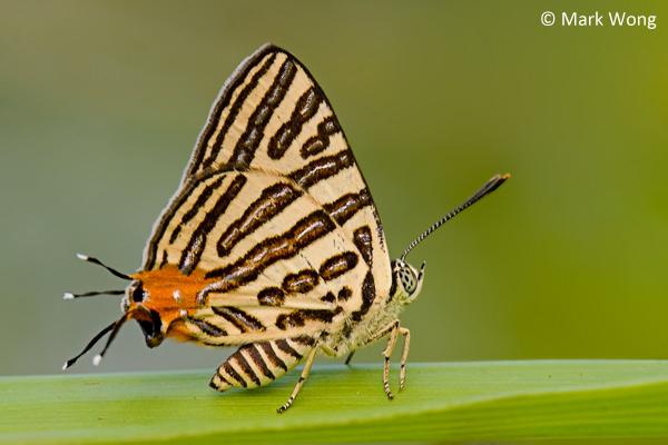 ButterflyCircle Checklist