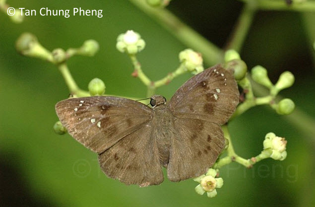 ButterflyCircle Checklist