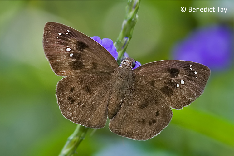 ButterflyCircle Checklist