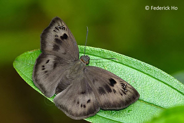 ButterflyCircle Checklist